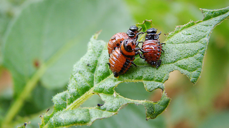 Doryphores : lutte contre les larves sur pommes de terre | ARVALIS
