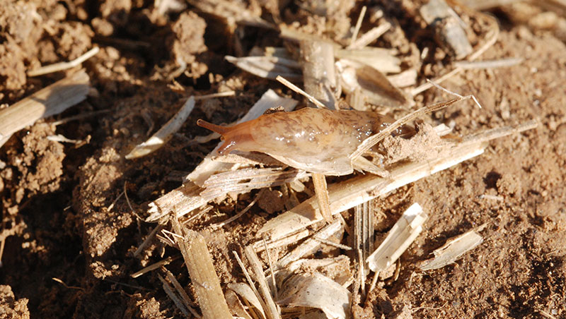 Les solutions pour lutter contre les limaces avant les semis | ARVALIS