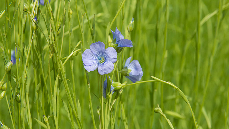 La culture du lin fibre de printemps | ARVALIS