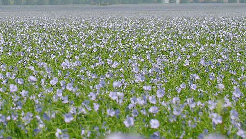 Variétés lin fibre de printemps : caractéristiques et performances ...