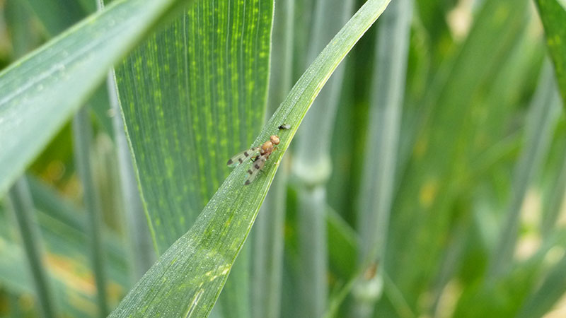 Lutte contre les ravageurs : déclencher l'intervention au bon moment ...