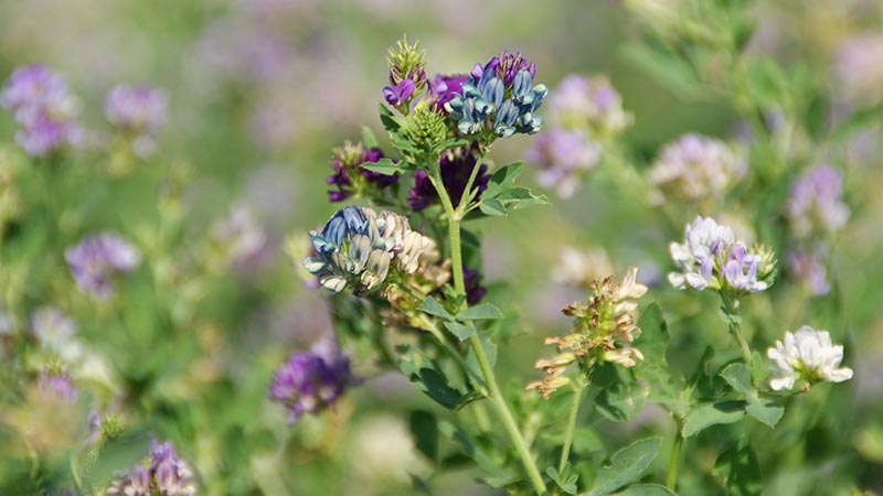 Valoriser la luzerne en grandes cultures bio sans élevage | ARVALIS