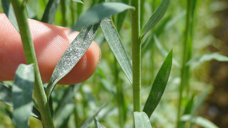 Les rendez-vous du lin en vidéo : la protection intégrée | ARVALIS