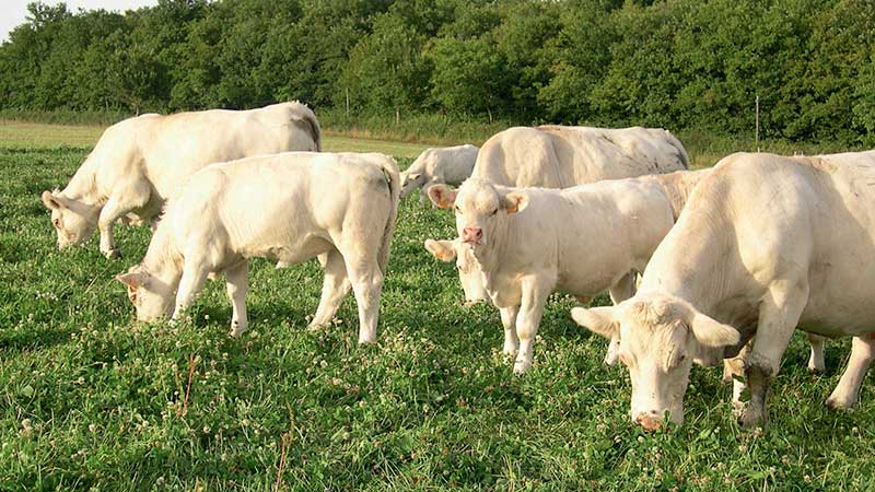 L’impact du type de prairie pâturée sur les performances animales | ARVALIS