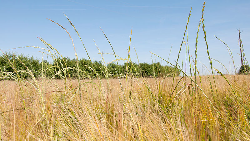 Ray-grass : limiter les risques d'apparition de résistance | ARVALIS