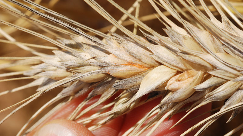 Variétés de blé dur : tour de France des résultats d'essais 2021 | ARVALIS