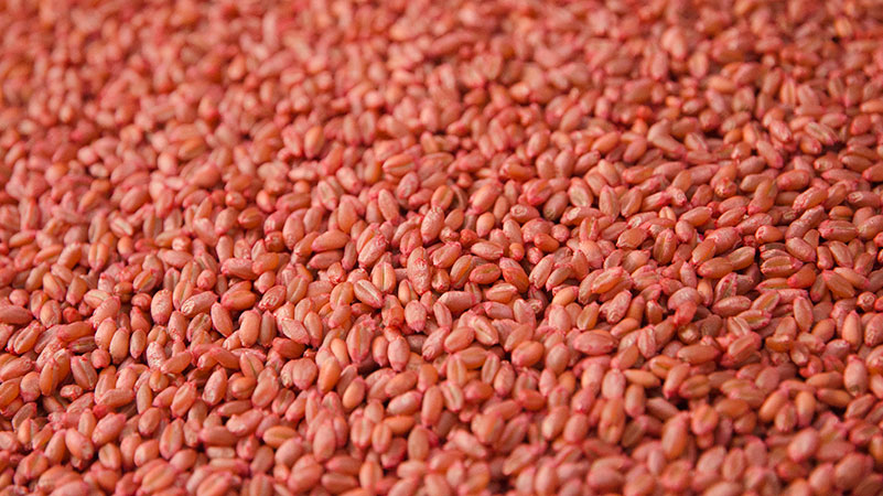 Comment évaluer la faculté germinative des semences de ferme ? | ARVALIS