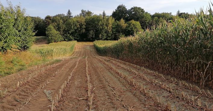 Bilan de campagne maïs fourrage 2022 | ARVALIS