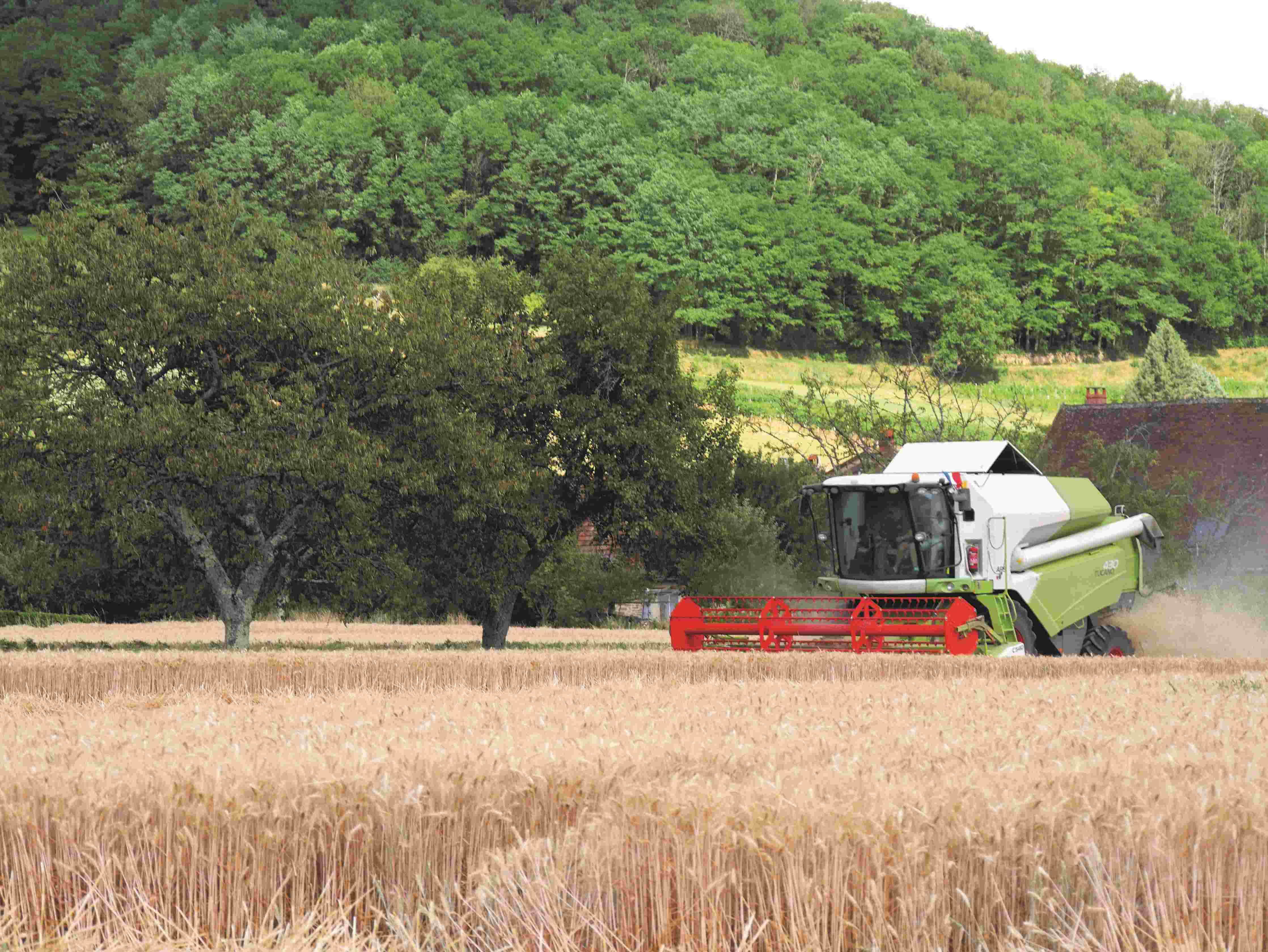 Récolte de blé tendre 2023 : des rendements en hausse dans un contexte ...