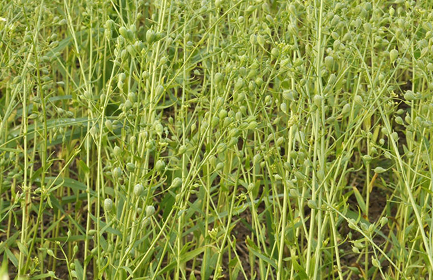 Trois manières d’insérer la cameline dans le système de cultures | ARVALIS