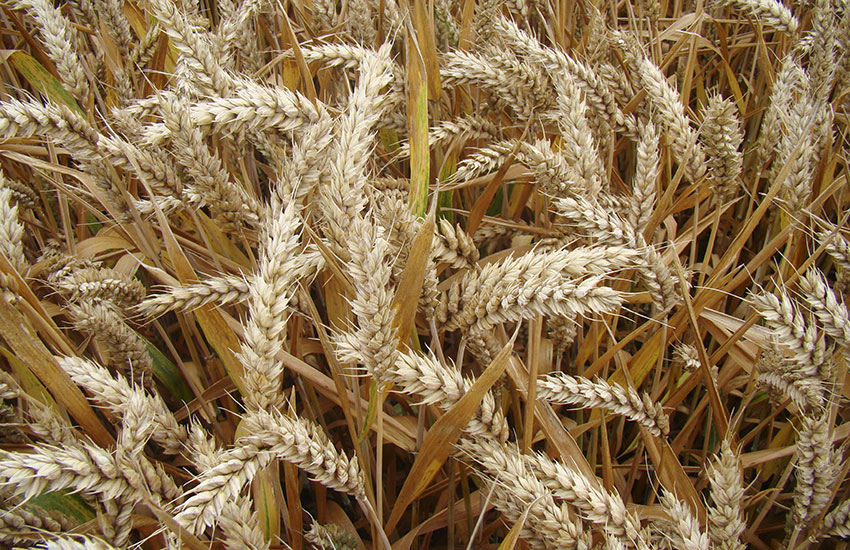La dynamique de remplissage des grains de blé à l’étude | ARVALIS