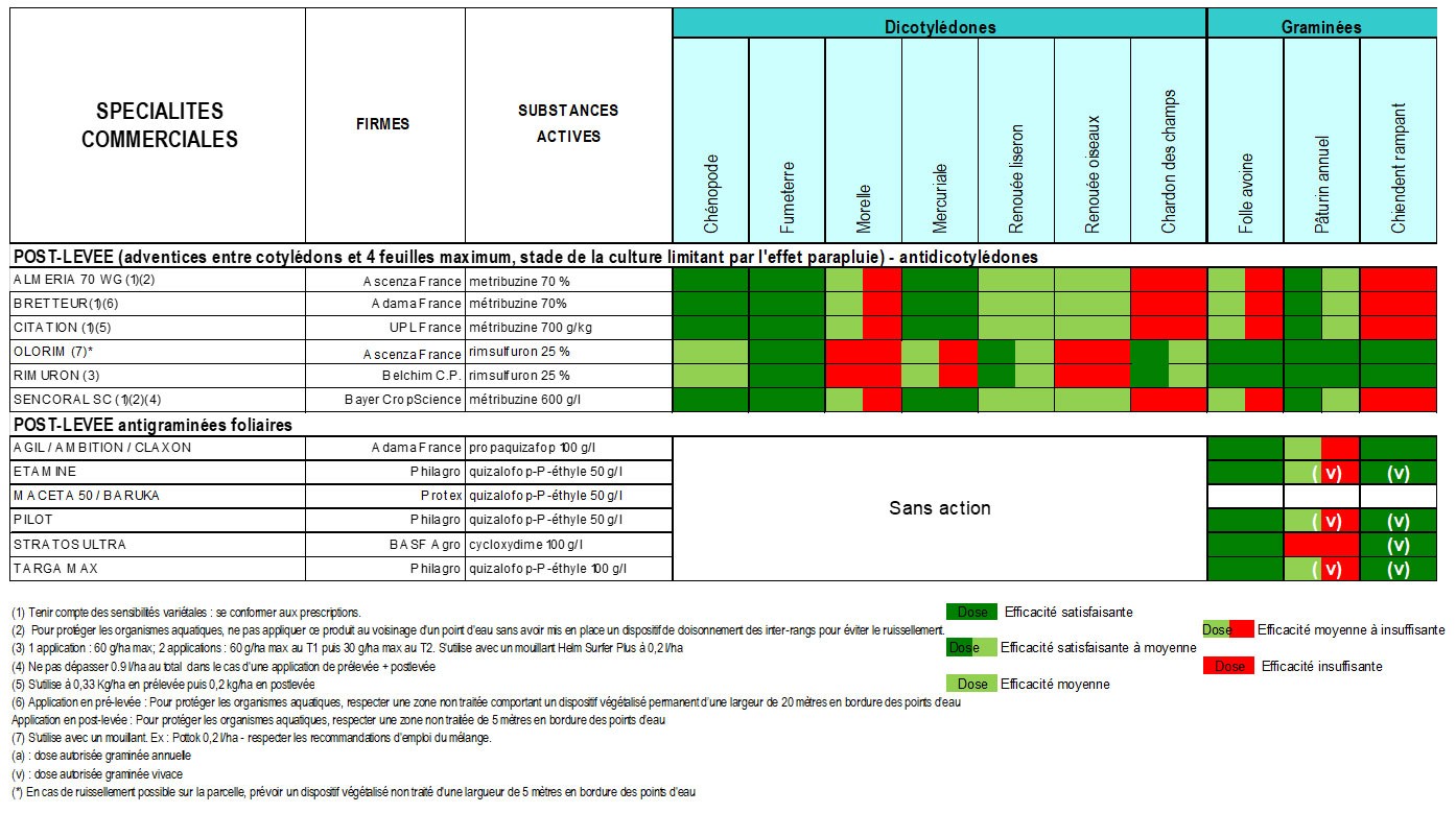Pomme de terre : les solutions herbicides de postlevée | ARVALIS